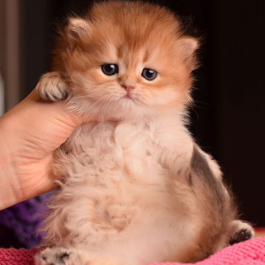 Шотландский прямоухий длинношёрстный котёнок