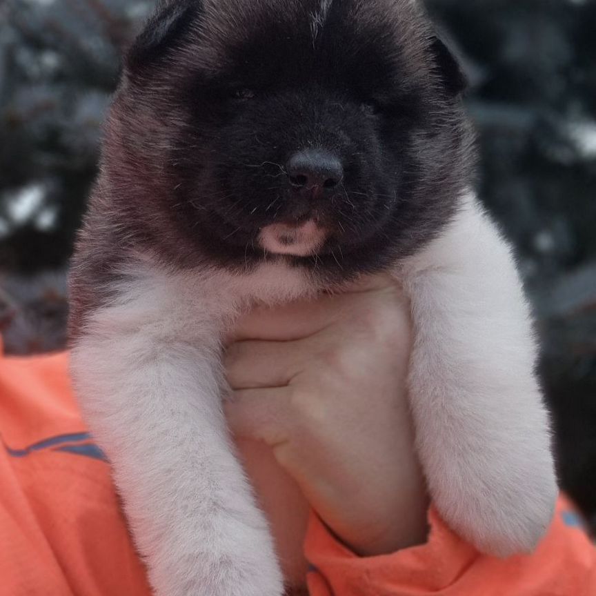 Американская акита яркие красавцы