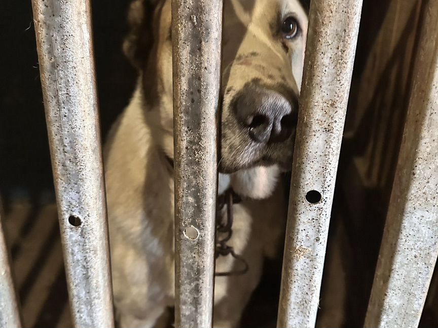 Найден алабай