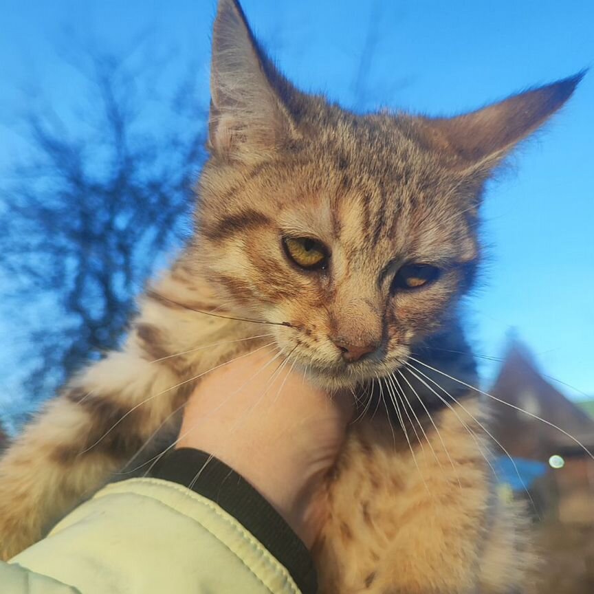 Пиксибоб котята