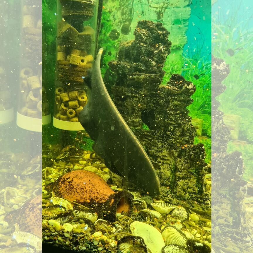 Аквариумные рыбы: Мастацембел, чёрный нож, сом