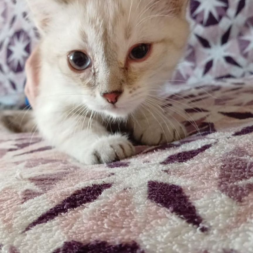 Отдам в хорошие руки котенка
