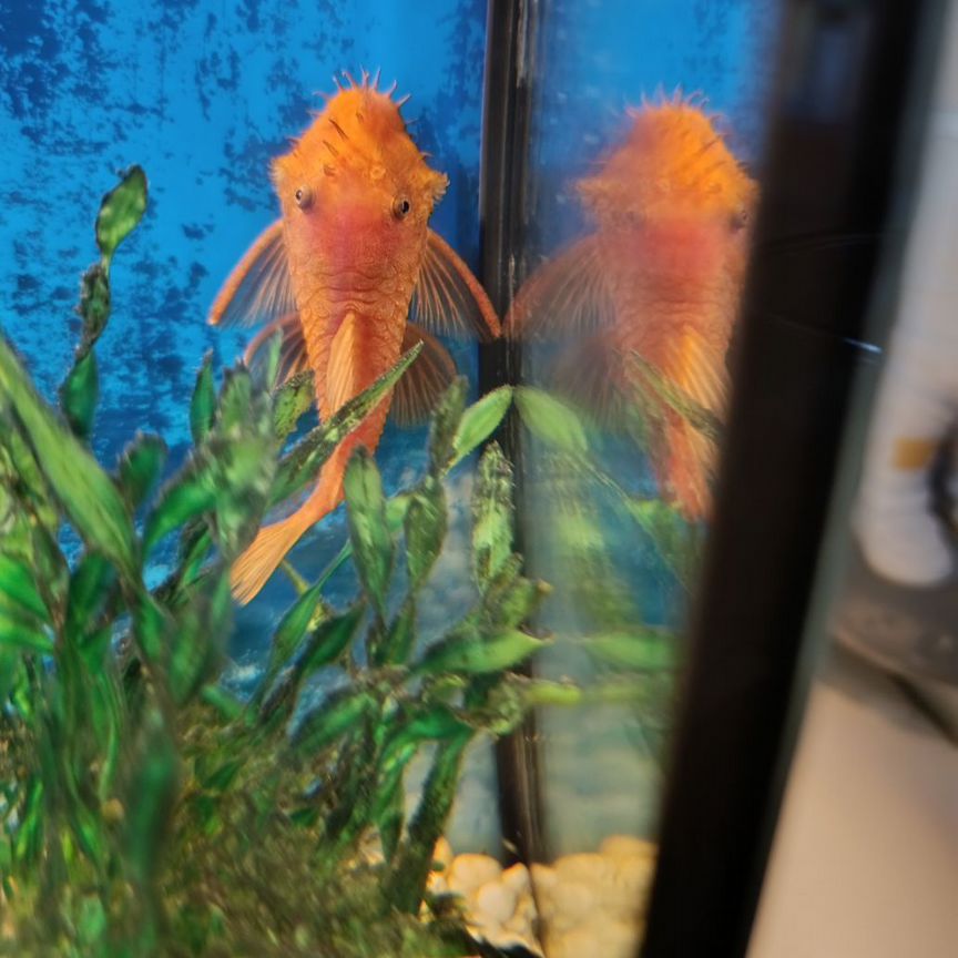 Сом анциструс, африканская цихлида