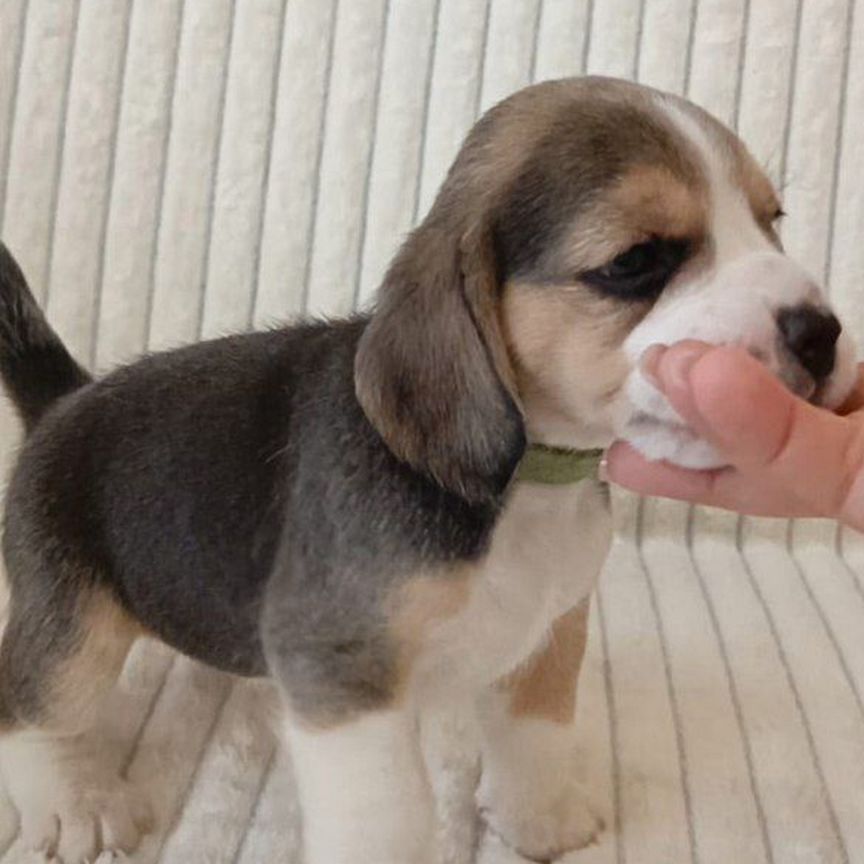 Бигль, щенок