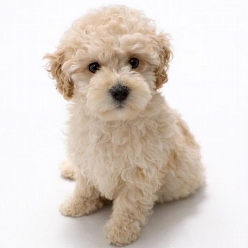 Мальтипу, щенок