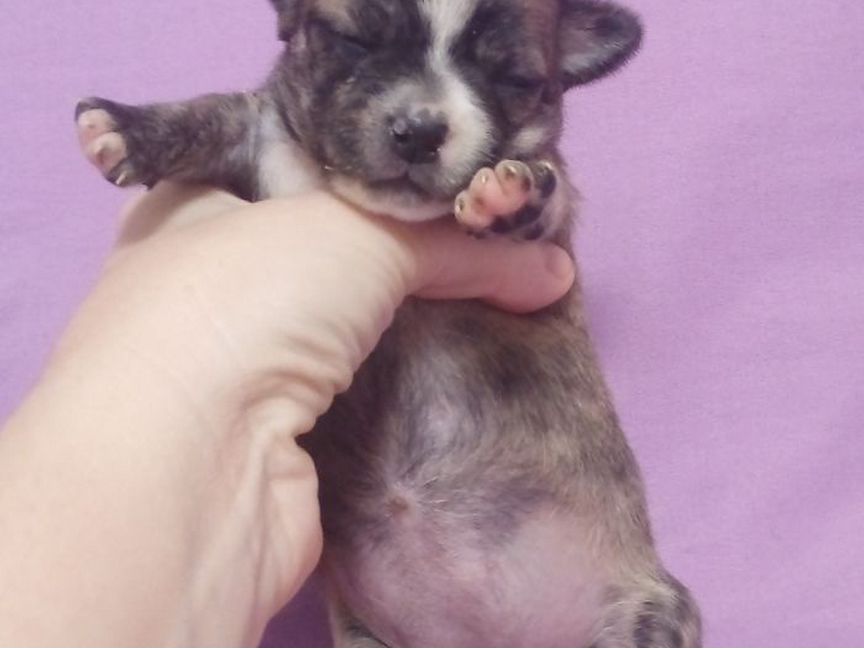 Щенки чихуахуа