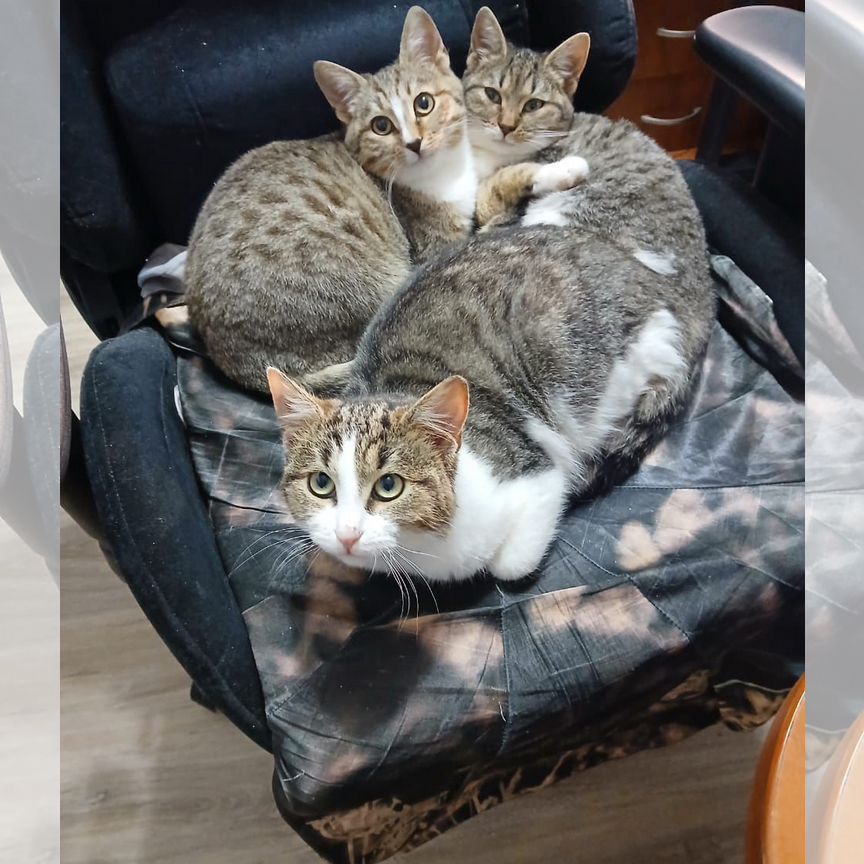 Милые котята в добрые и ответственные руки