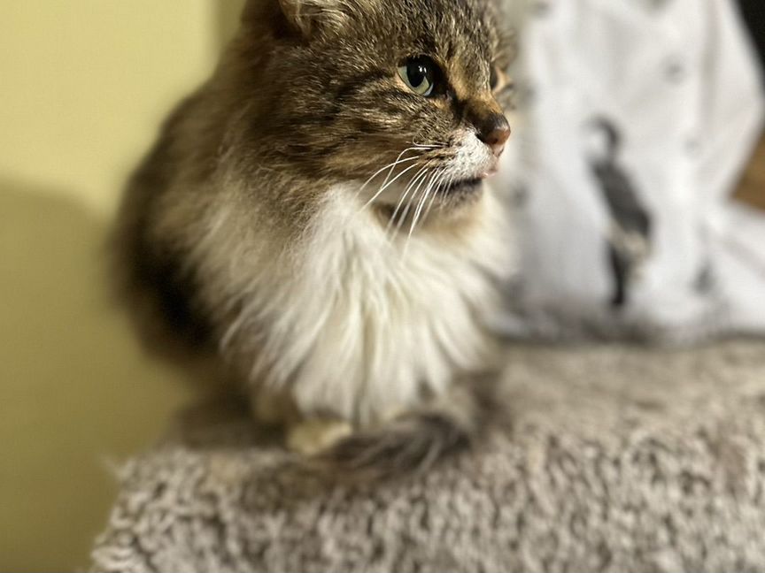 Кошечка из приюта ищет дом