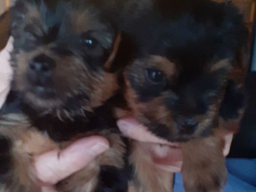 Щеночки йорка