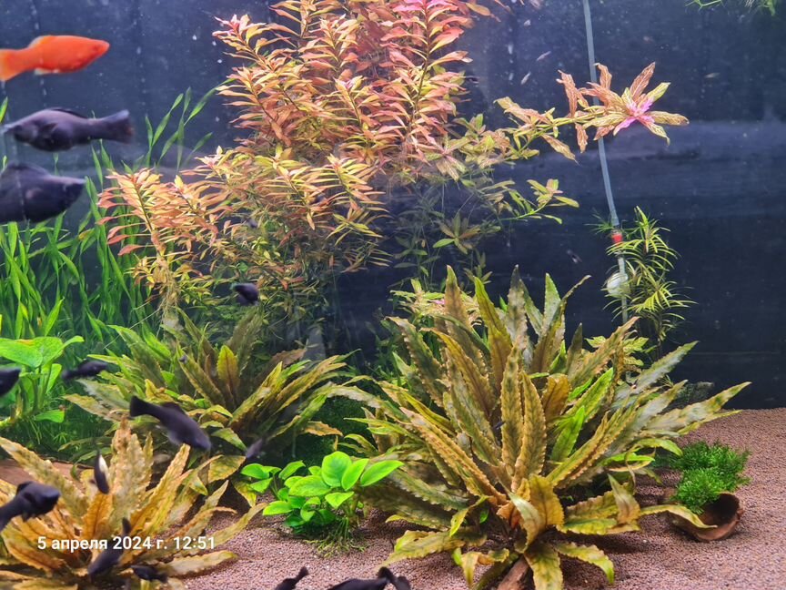 Аквариумные растения