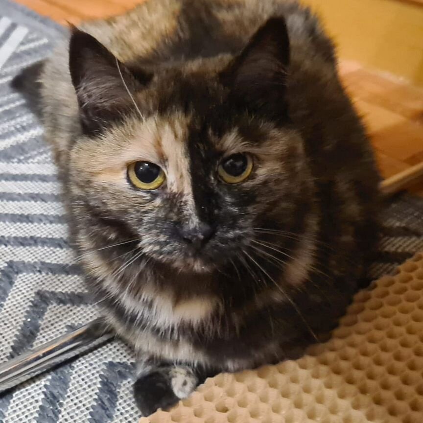 Взрослая кошка в добрые руки