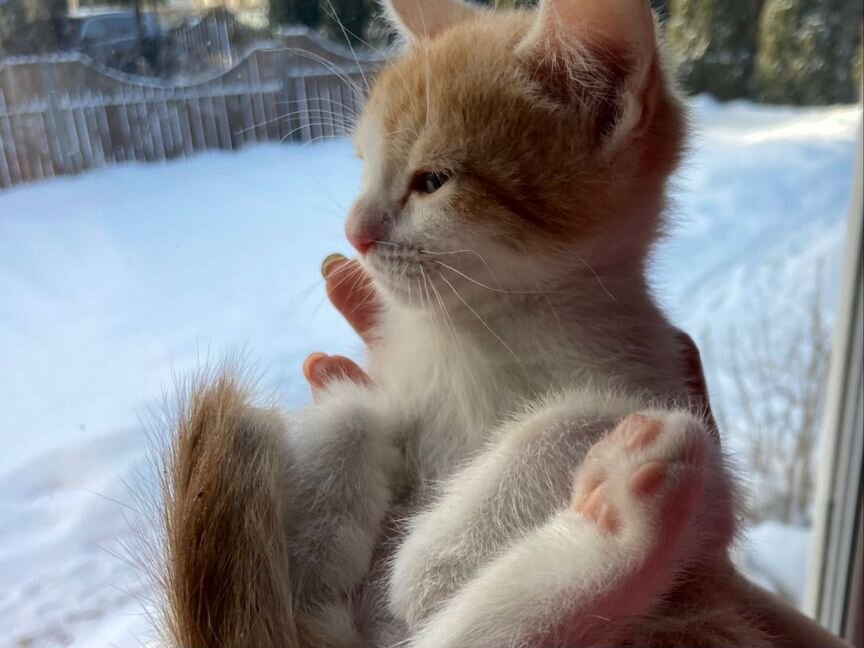 Котенок рыжий мальчик