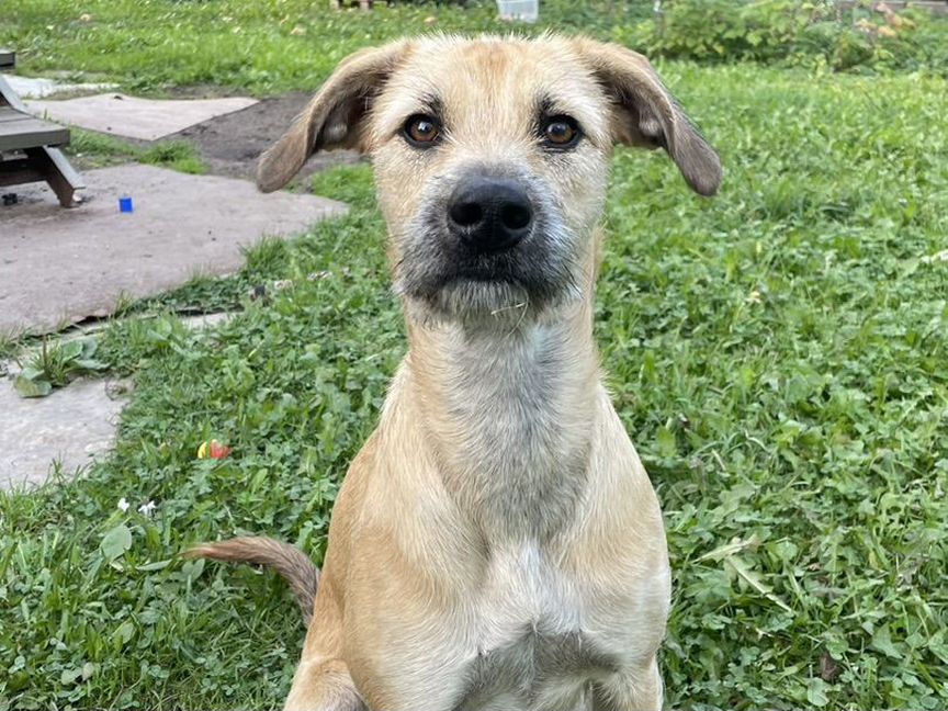 Ксоло в пуху в хорошие руки