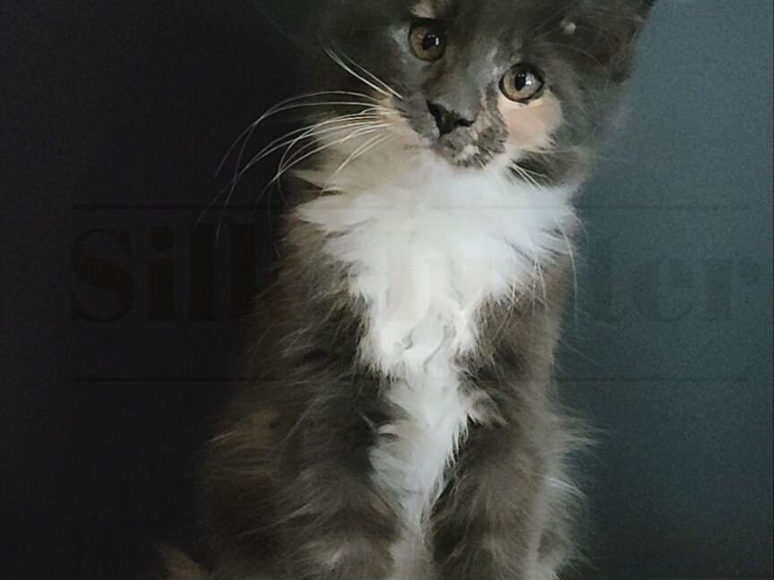 Котята мейн-кун