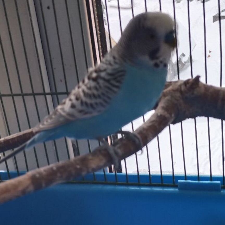 Волнистый попугай и Корела