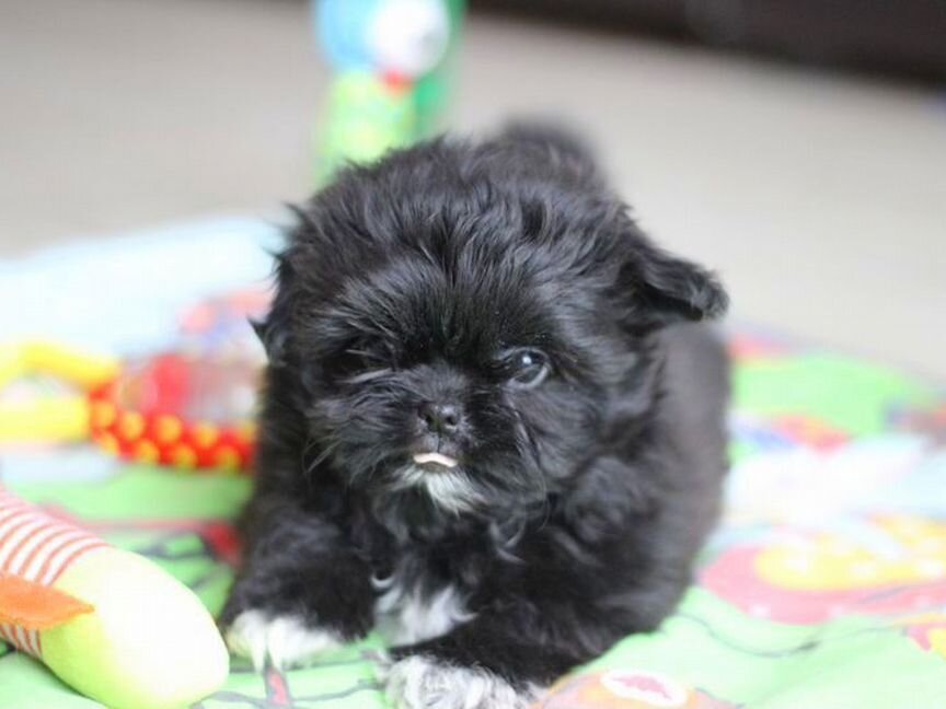 Щенки мальтипу F1 мини