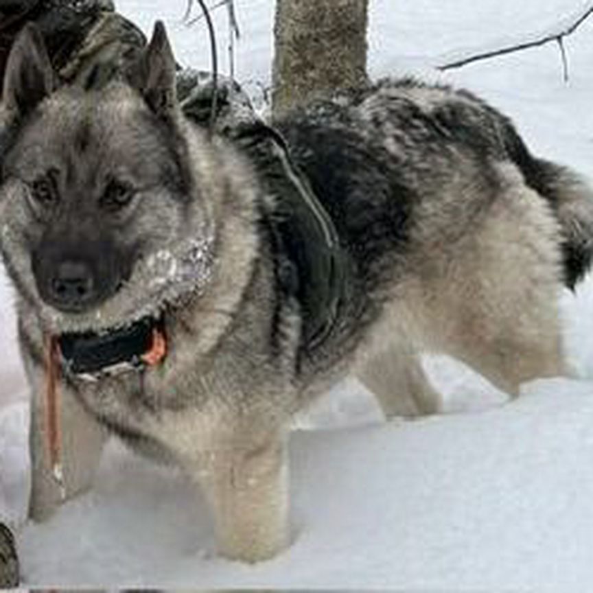 Щенки Норвежской Лосиной лайки (Элкхаунд)