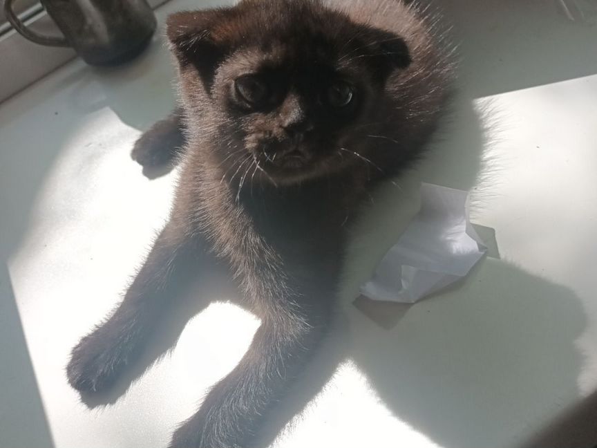 Черный котенок вислоухий