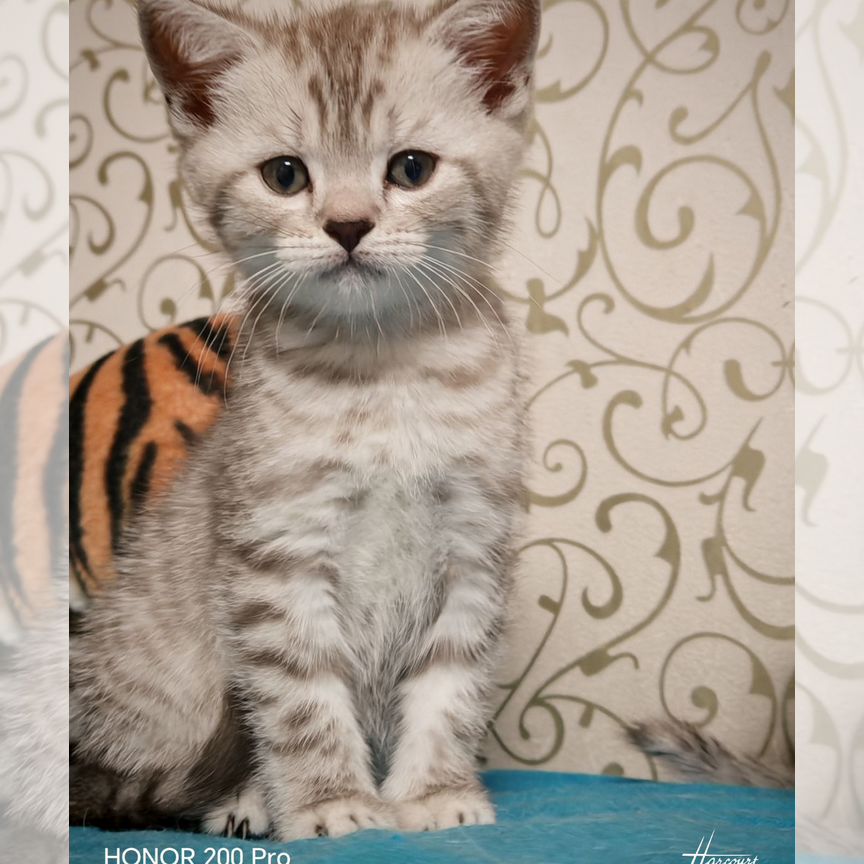 Шотландский вислоухий короткошёрстный котёнок