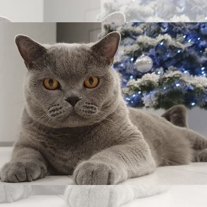 Британский кот в добрые руки