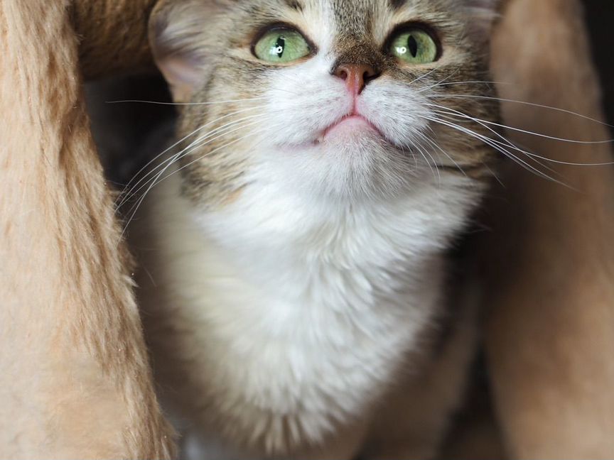 Кошка ищет дом