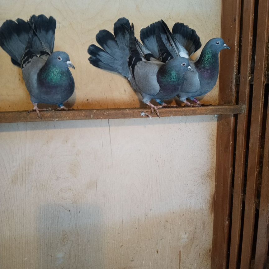 Голуби широкохвостые