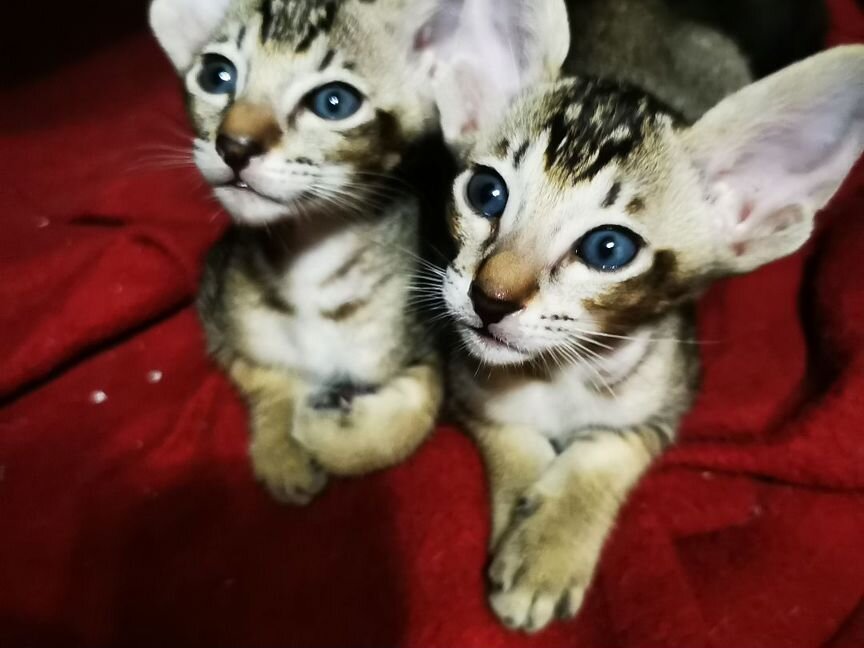 Ориентальная кошка