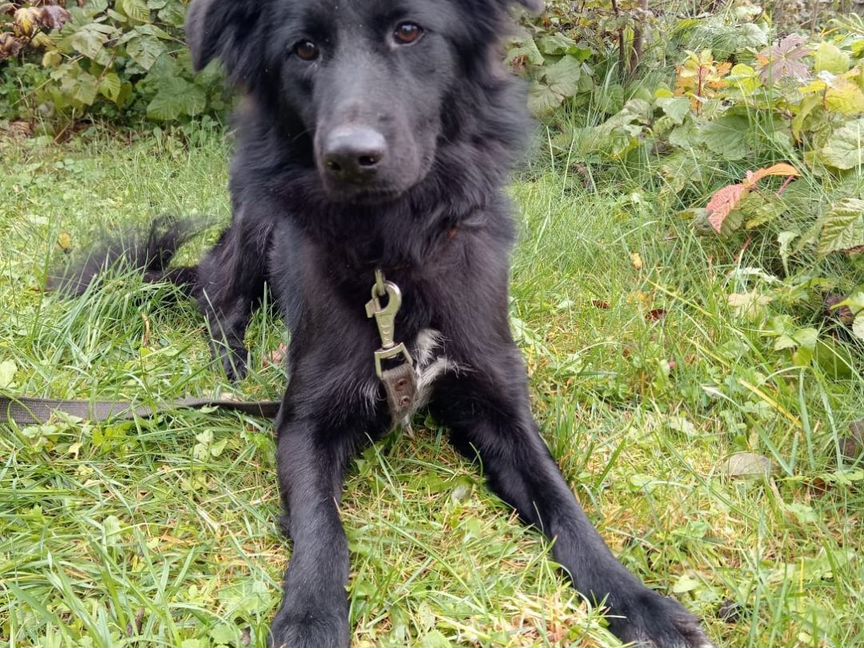 Собака бесплатно