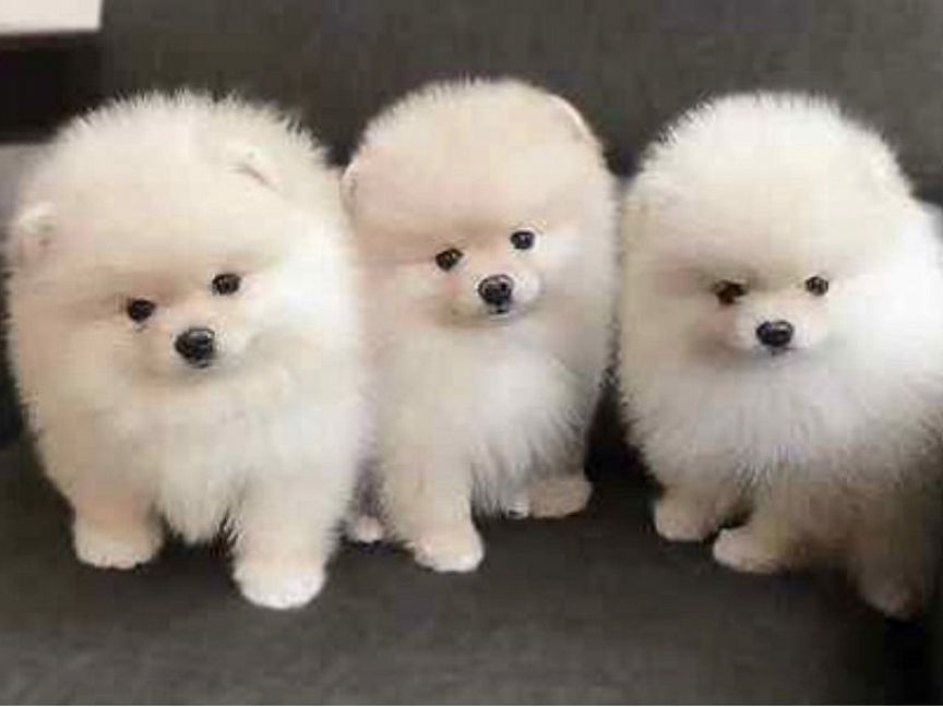 Великолепные щеночки шпица