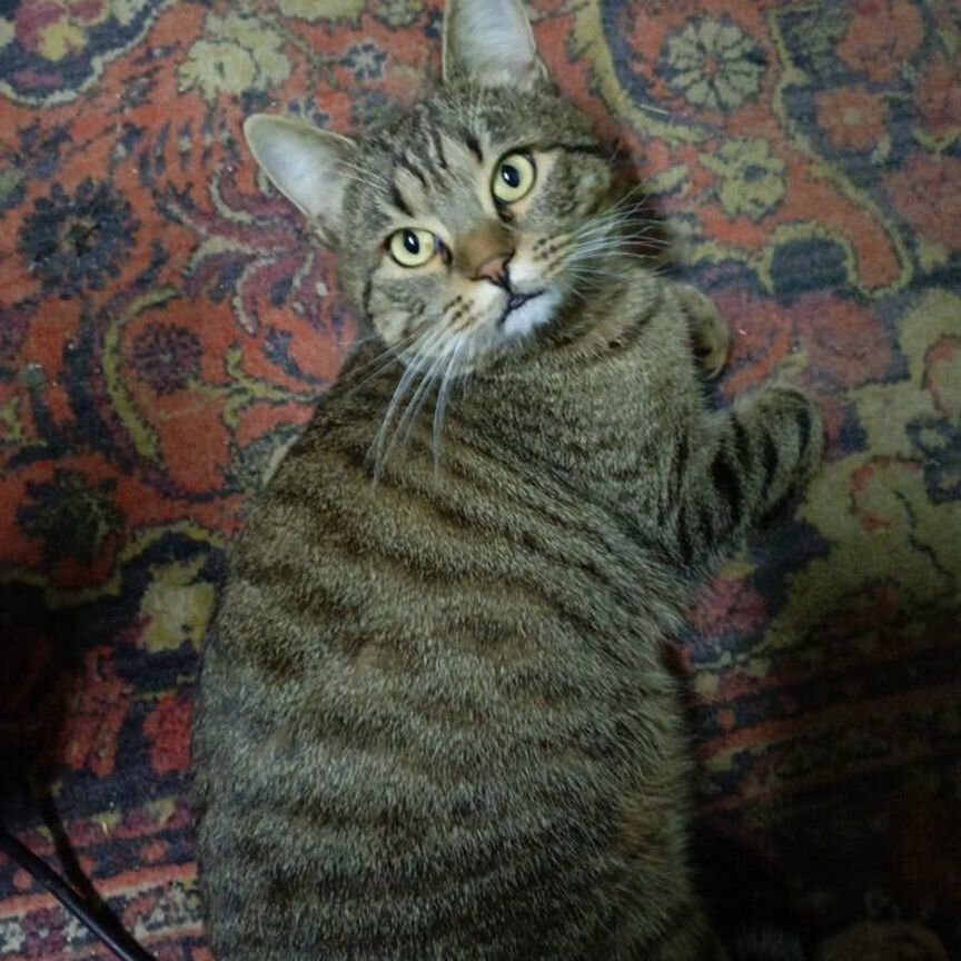Котик в добрые руки