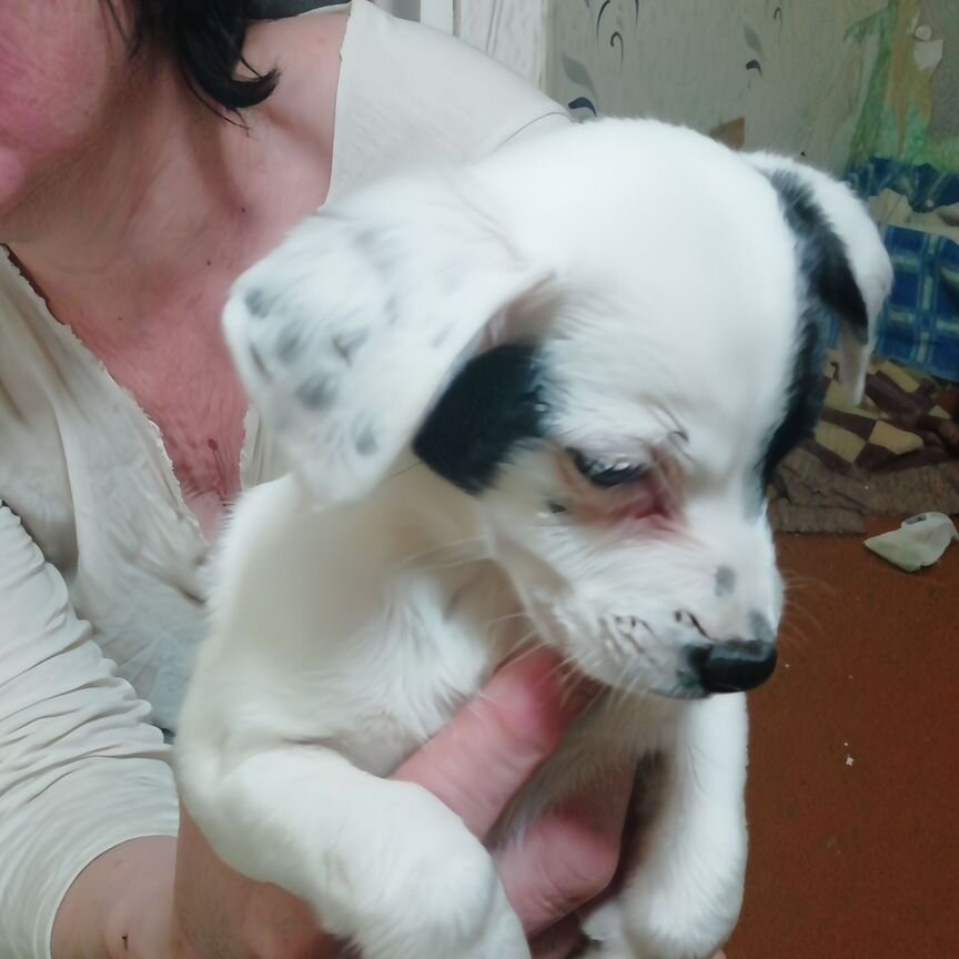 Рэт-терьер, щенок