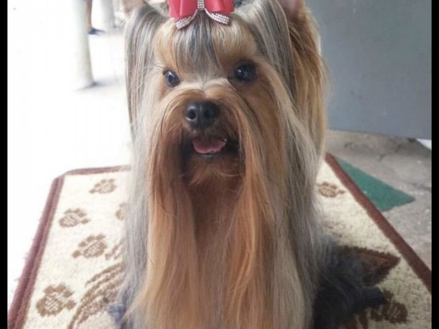 Йоркширский терьер