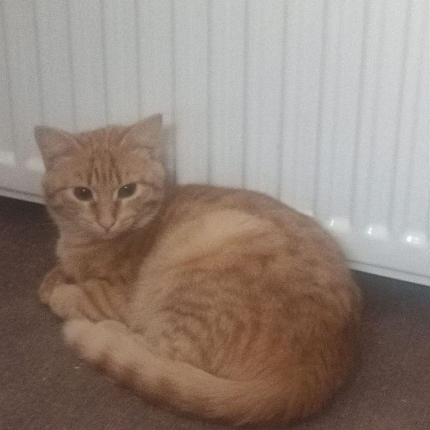 Котенок