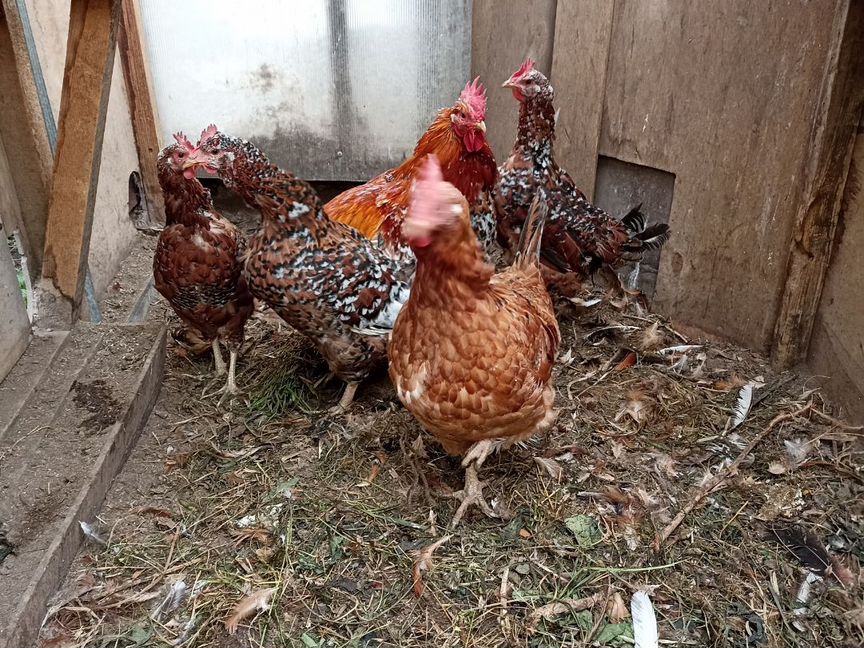 Куры Ленинградская ситцевая