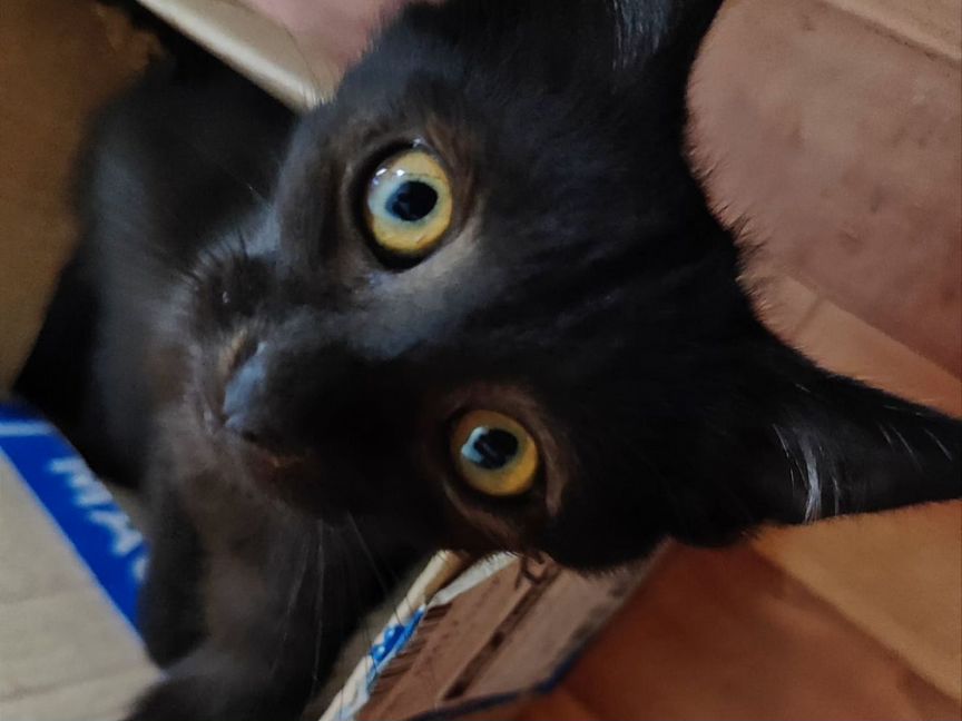 Черный котенок девочка в добрые руки