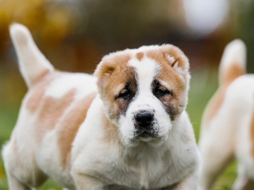 Среднеазиатская овчарка лучший щенок