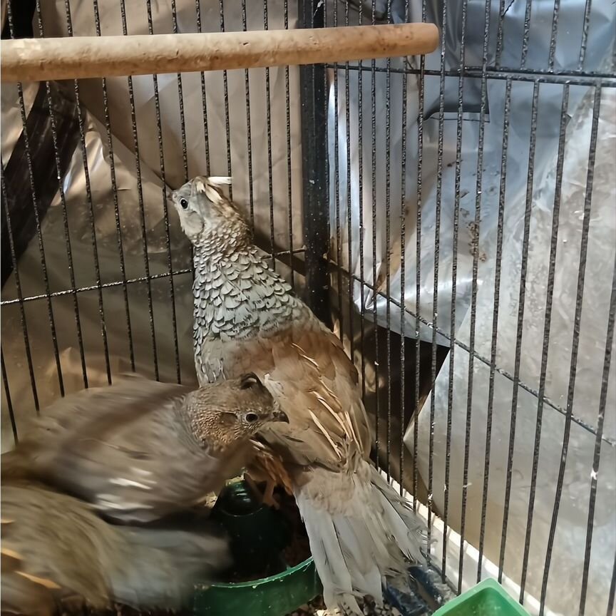 Калифорнийский перепел