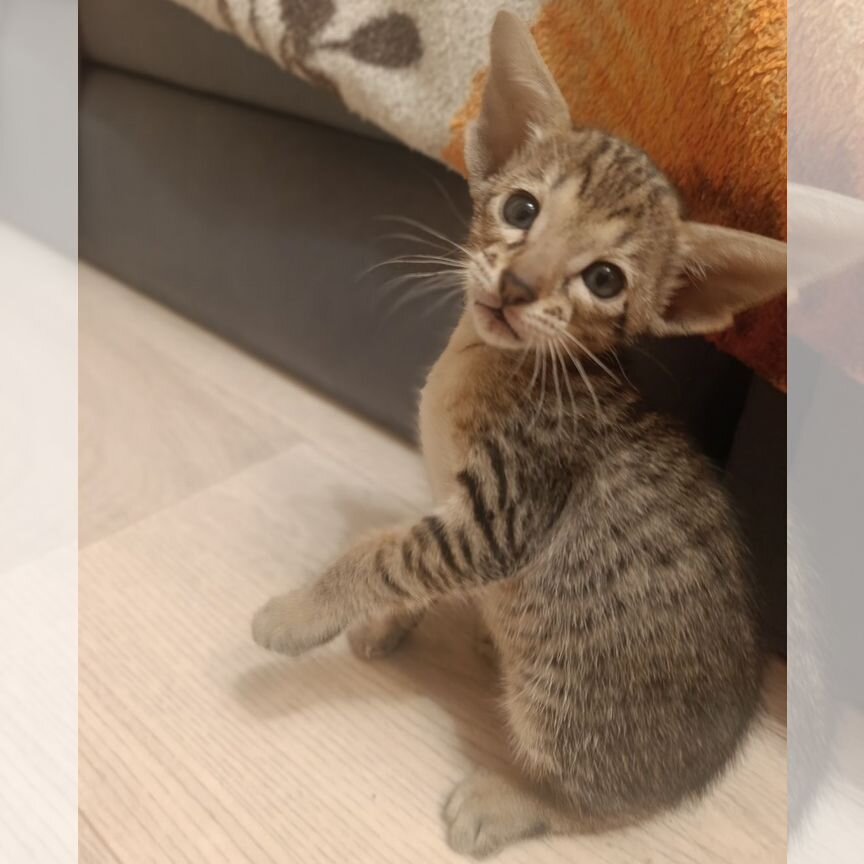 Котёнок от частного владельца