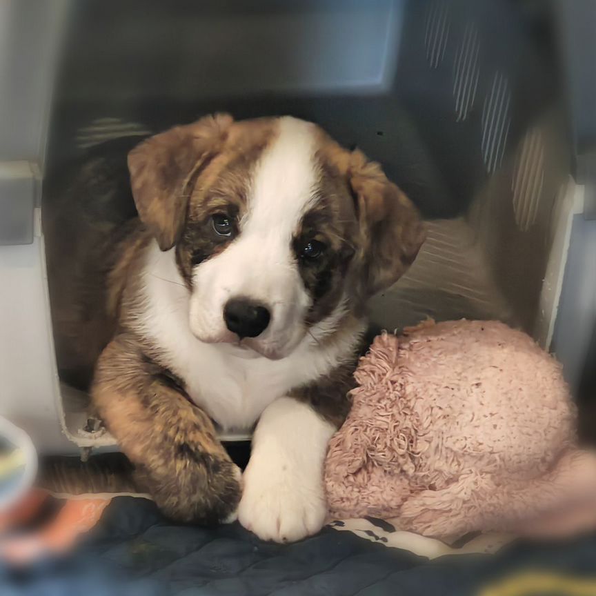 Вельш-корги кардиган