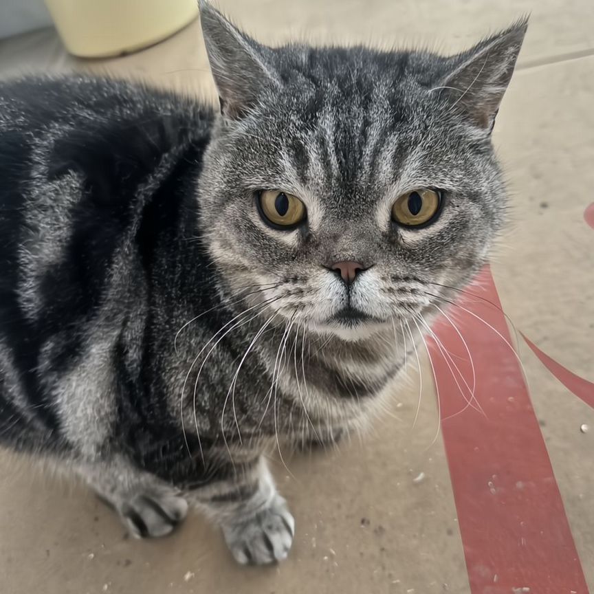 Шотландский вислоухий короткошёрстный, взрослый кот