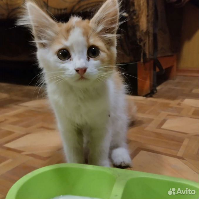 Кошка дворняжка