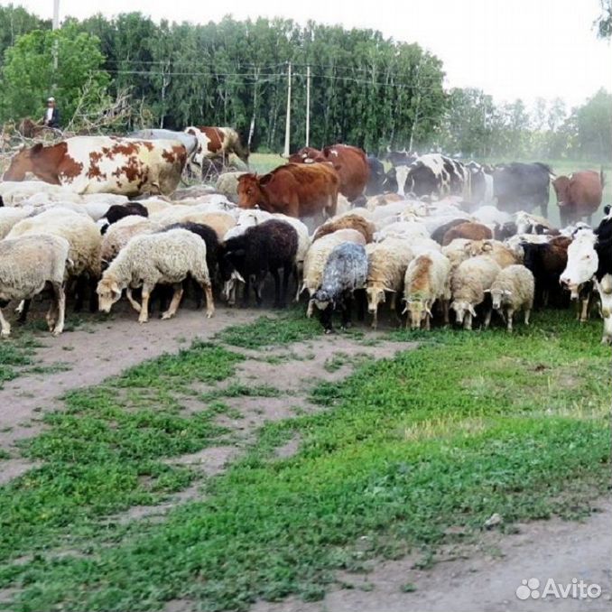 Овцы бараны ярочки