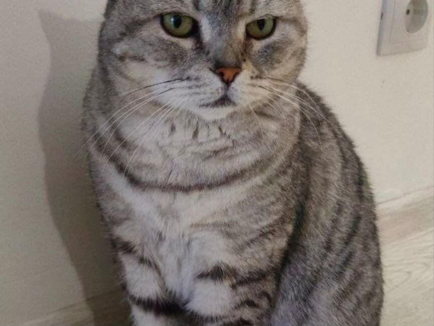 Кот