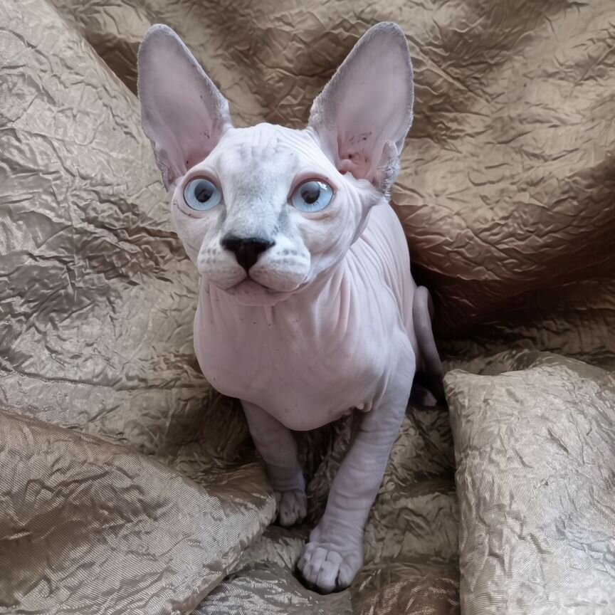 Канадский сфинкс котёнок