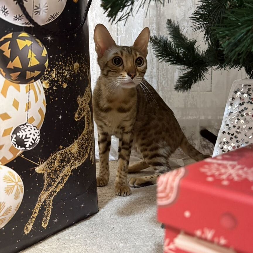 Бенгальская, взрослая кошка