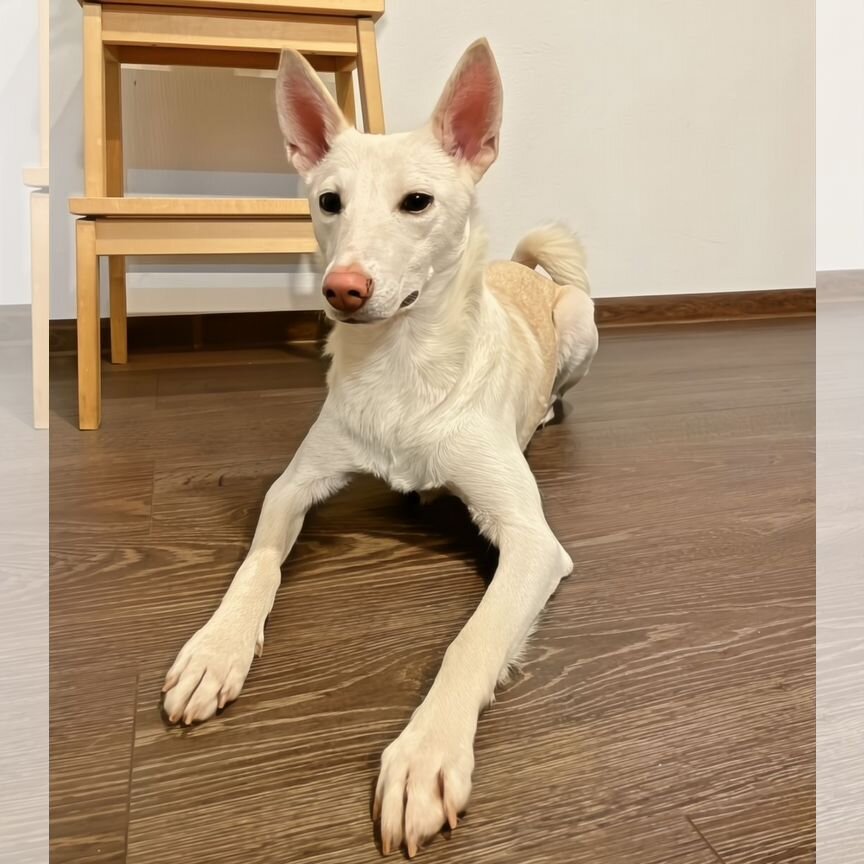 Белая швейцарская овчарка, щенок