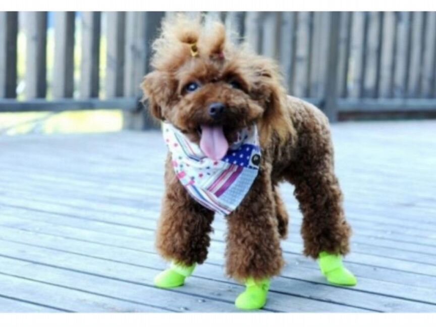 Сапоги для собак и кошек осень-зима. Уличная обувь