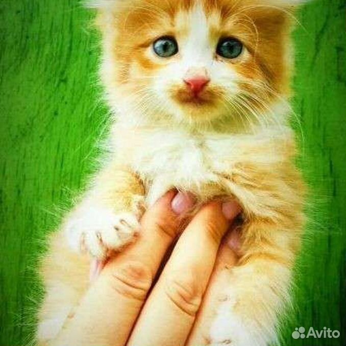 Рыжий котенок Санни Голд