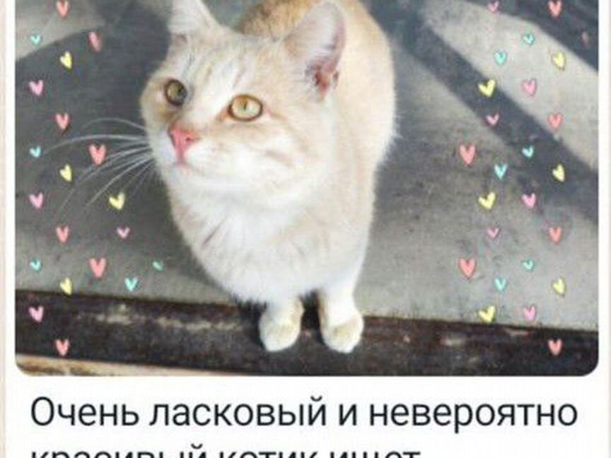 Рыжулька ищет дом