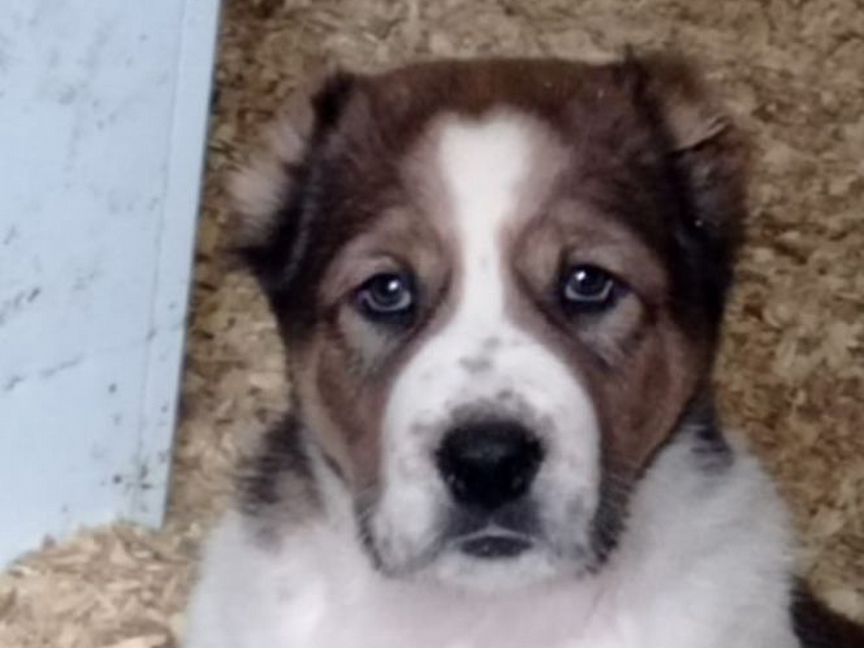 Среднеазиатская овчарка (туркменский алабай) щенки